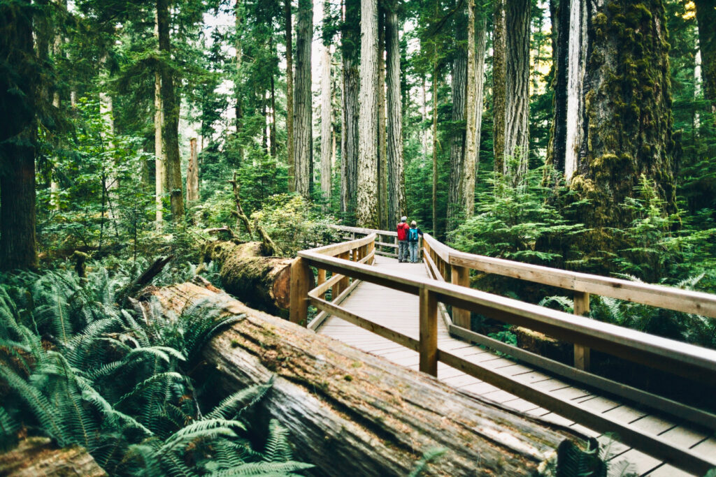 Vancouver Island • TravelRight.Today • A road trip from Comox to Tofino